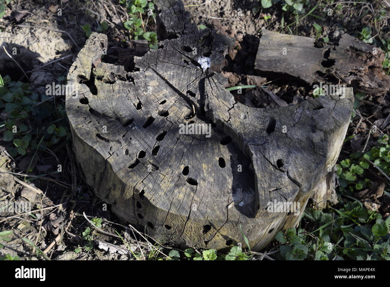 An old stump, eaten by larvae of a beetle lumberjack. The course of ...