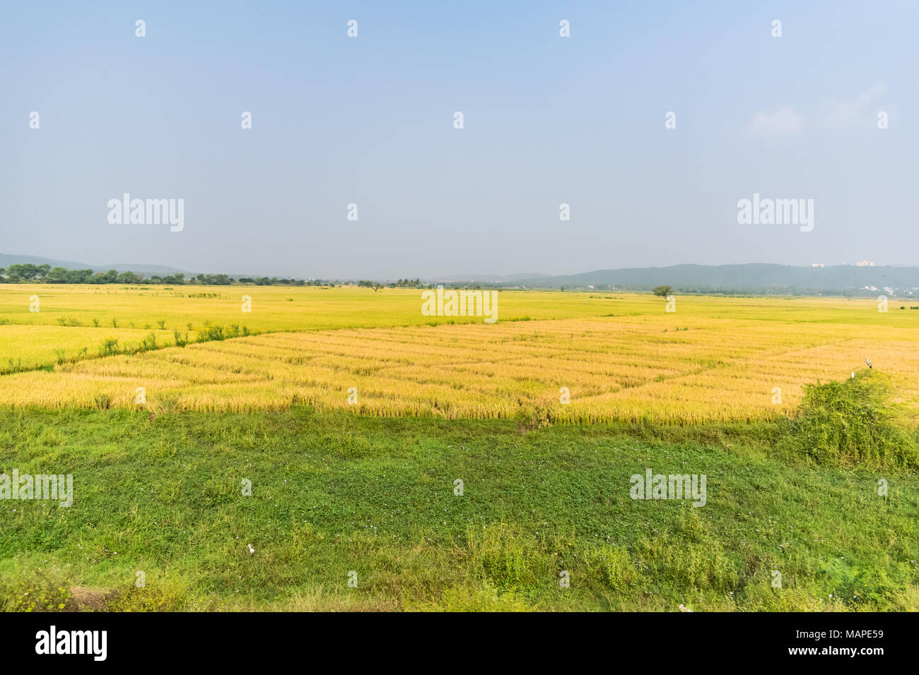 yellow color paddy farming is ready for harvesting looking awesome ...