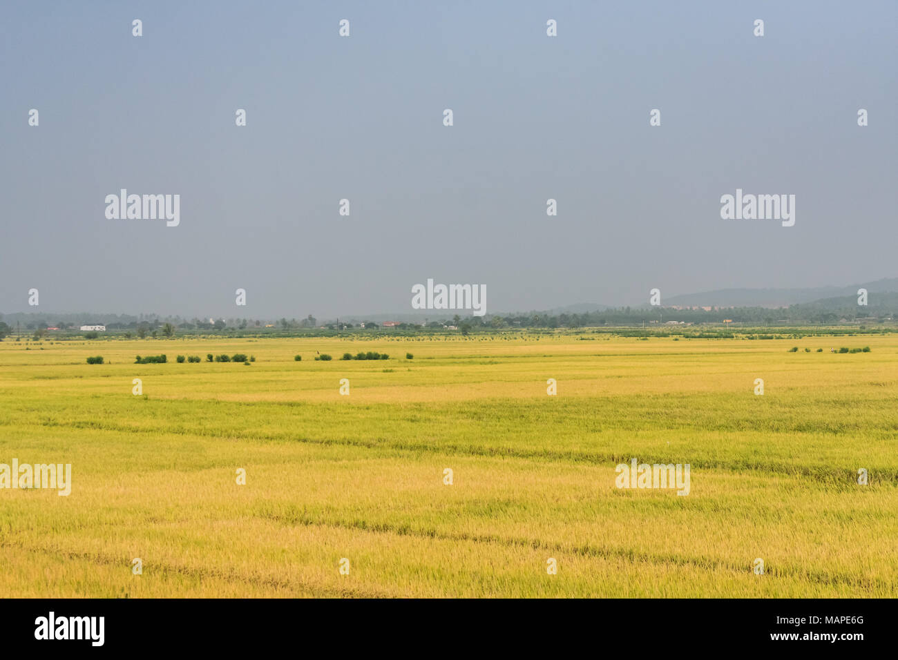 yellow color paddy farming is ready for harvesting looking awesome ...