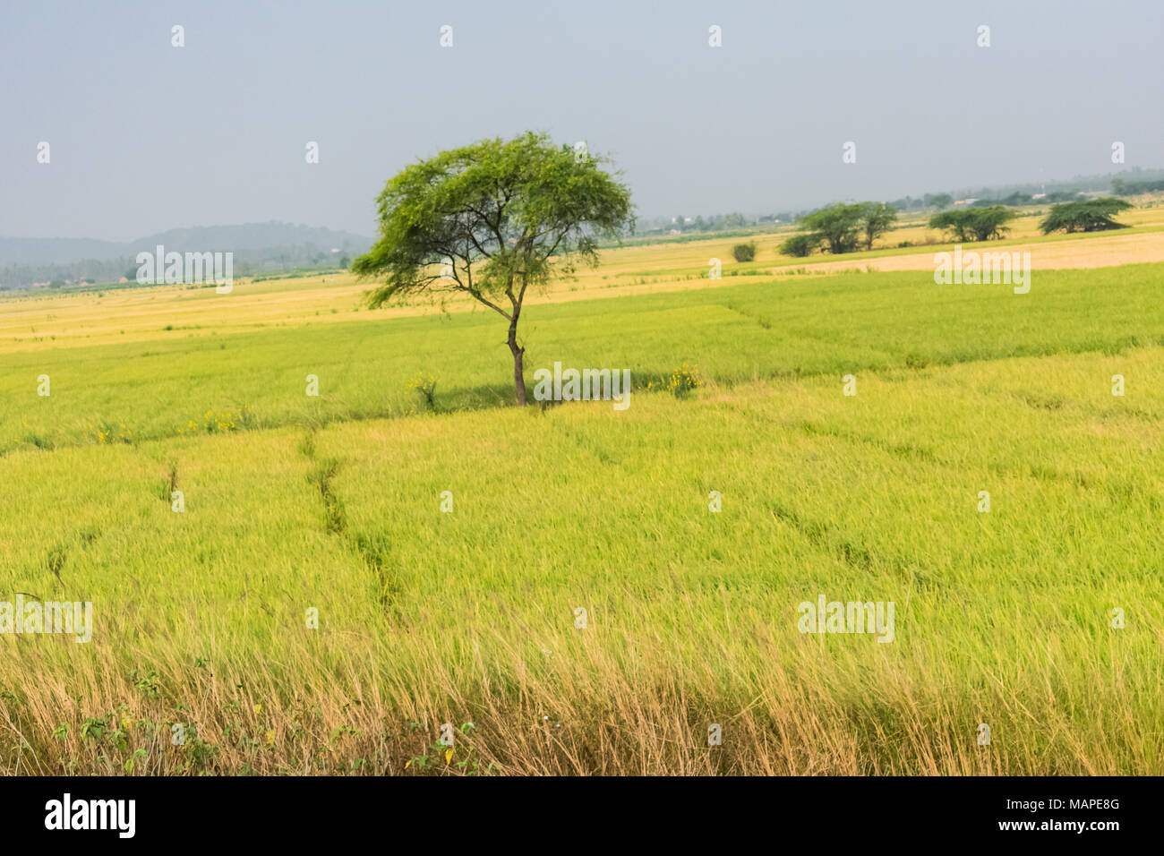 yellow color paddy farming is ready for harvesting looking awesome ...