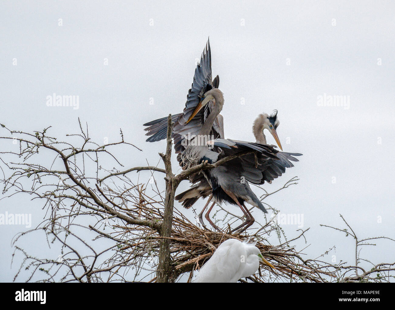 Face Slap Stock Photos & Face Slap Stock Images - Alamy