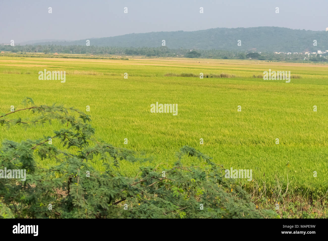 Awesome yellow hi-res stock photography and images - Alamy