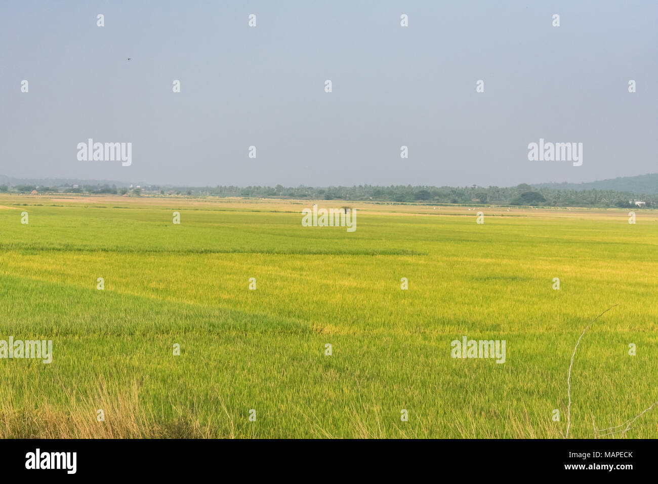 yellow color paddy farming is ready for harvesting looking awesome near ...