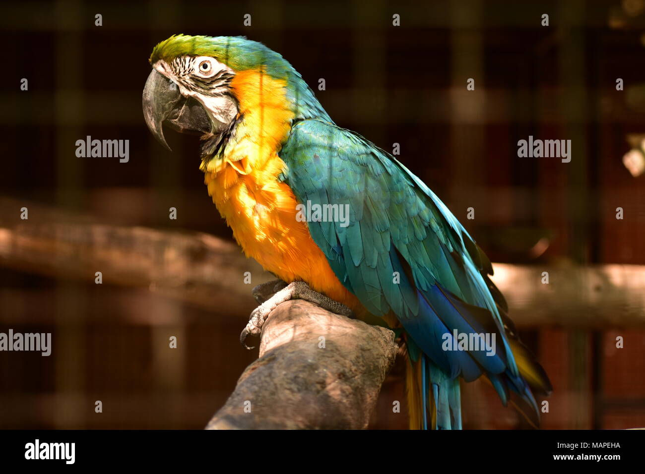 A Caged Parrot Stock Photo - Alamy