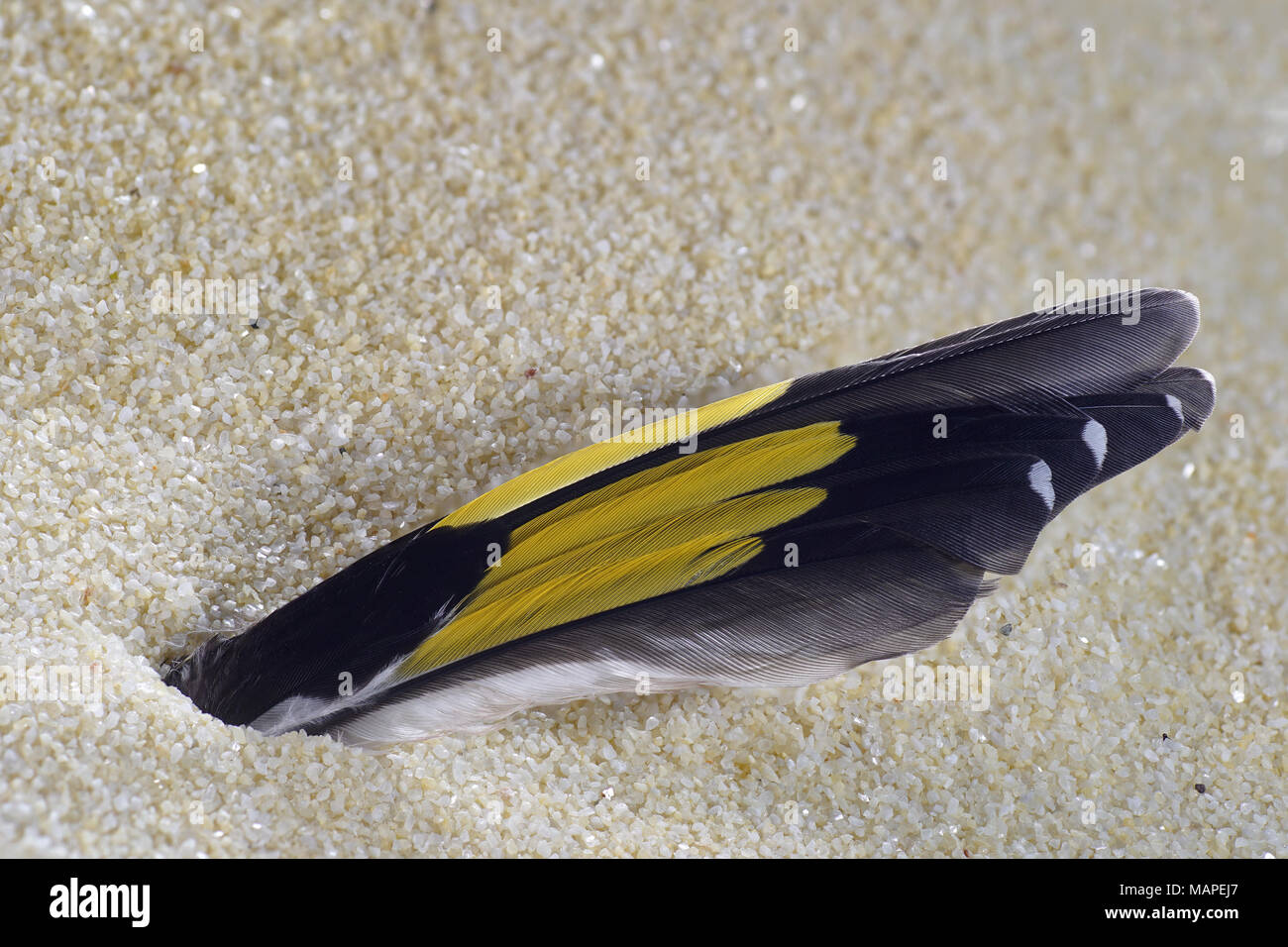 Detail from a feather of a songbird Stock Photo - Alamy