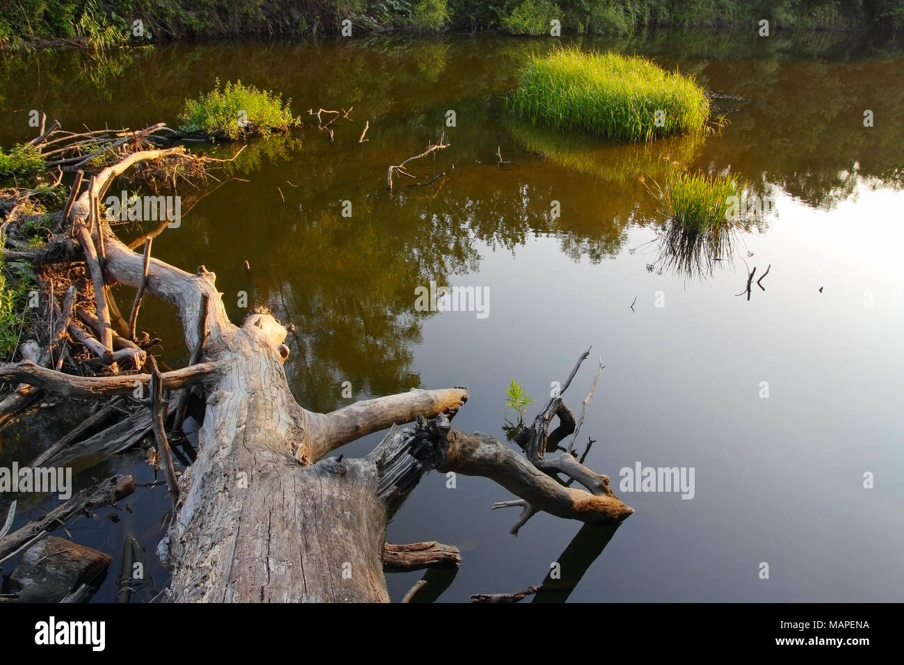 River landscape, dry tree in the river and reeds Stock Photo - Alamy