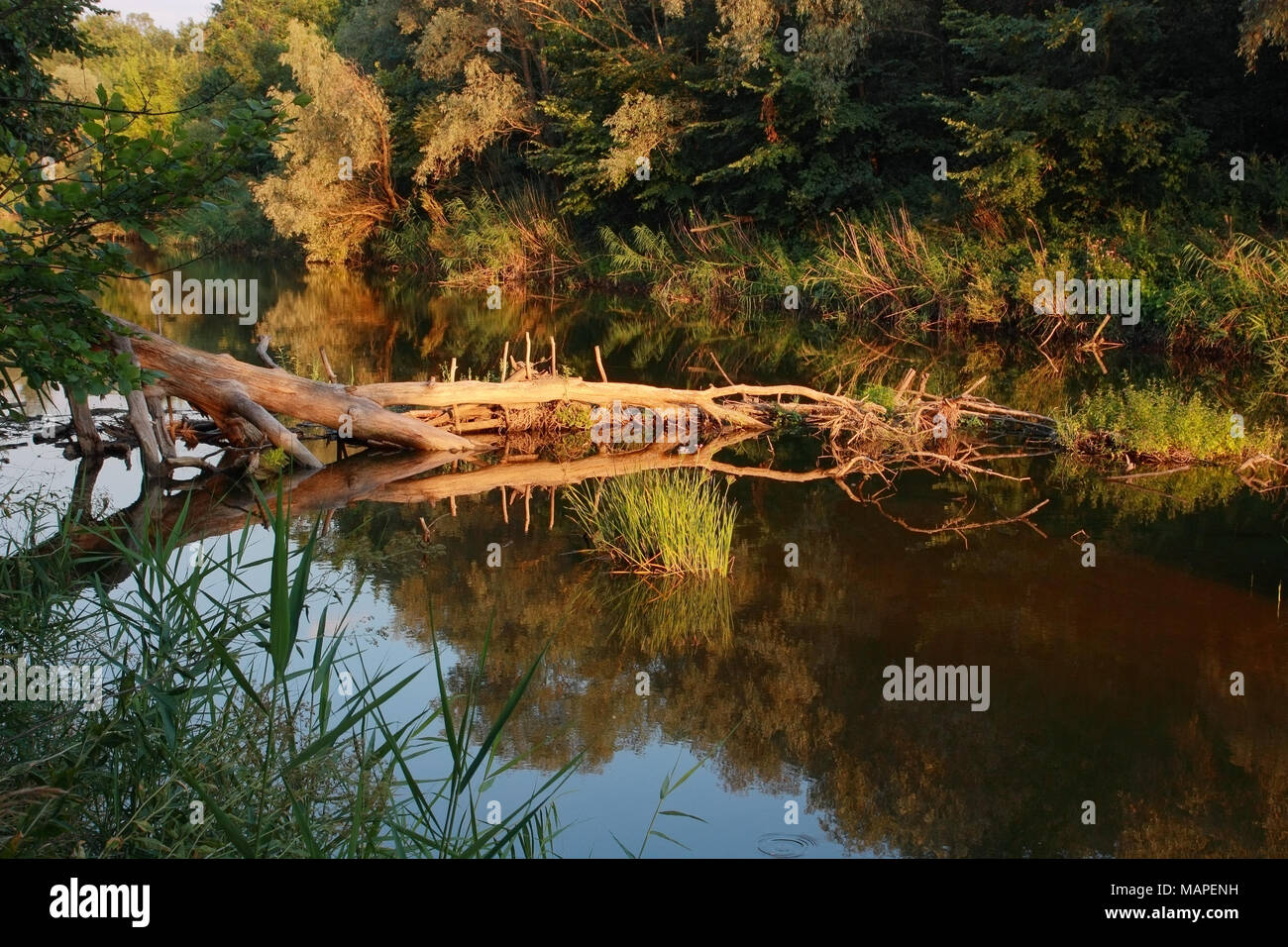 Tree across the water hi-res stock photography and images - Alamy