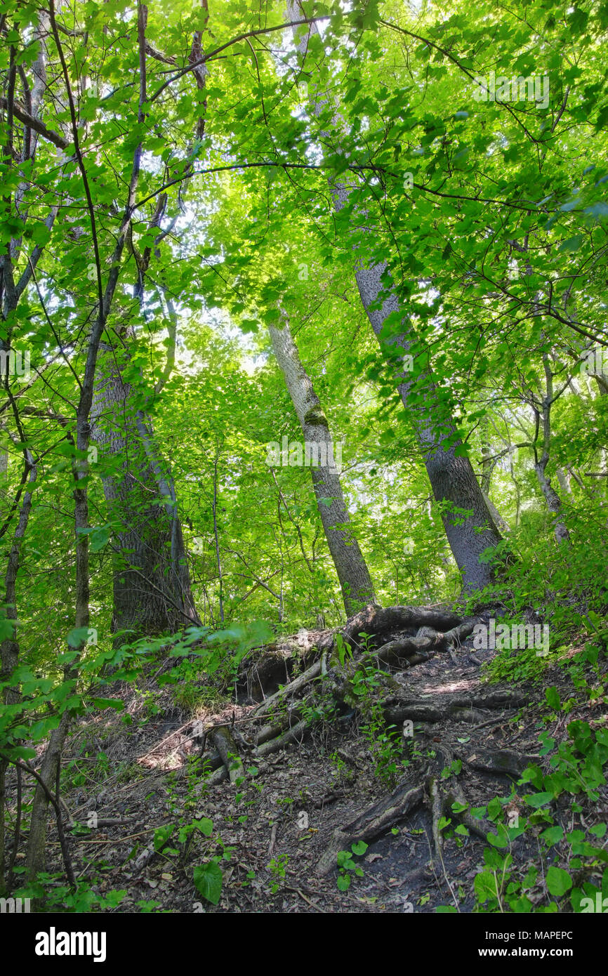 Summer forest, trees in the deciduous forest in summer Stock Photo - Alamy