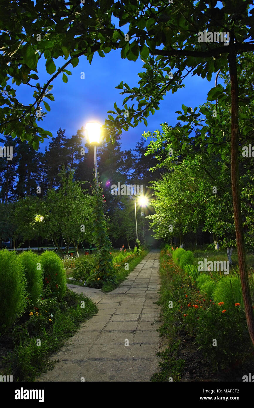 Illuminated tree in garden night hi-res stock photography and images ...