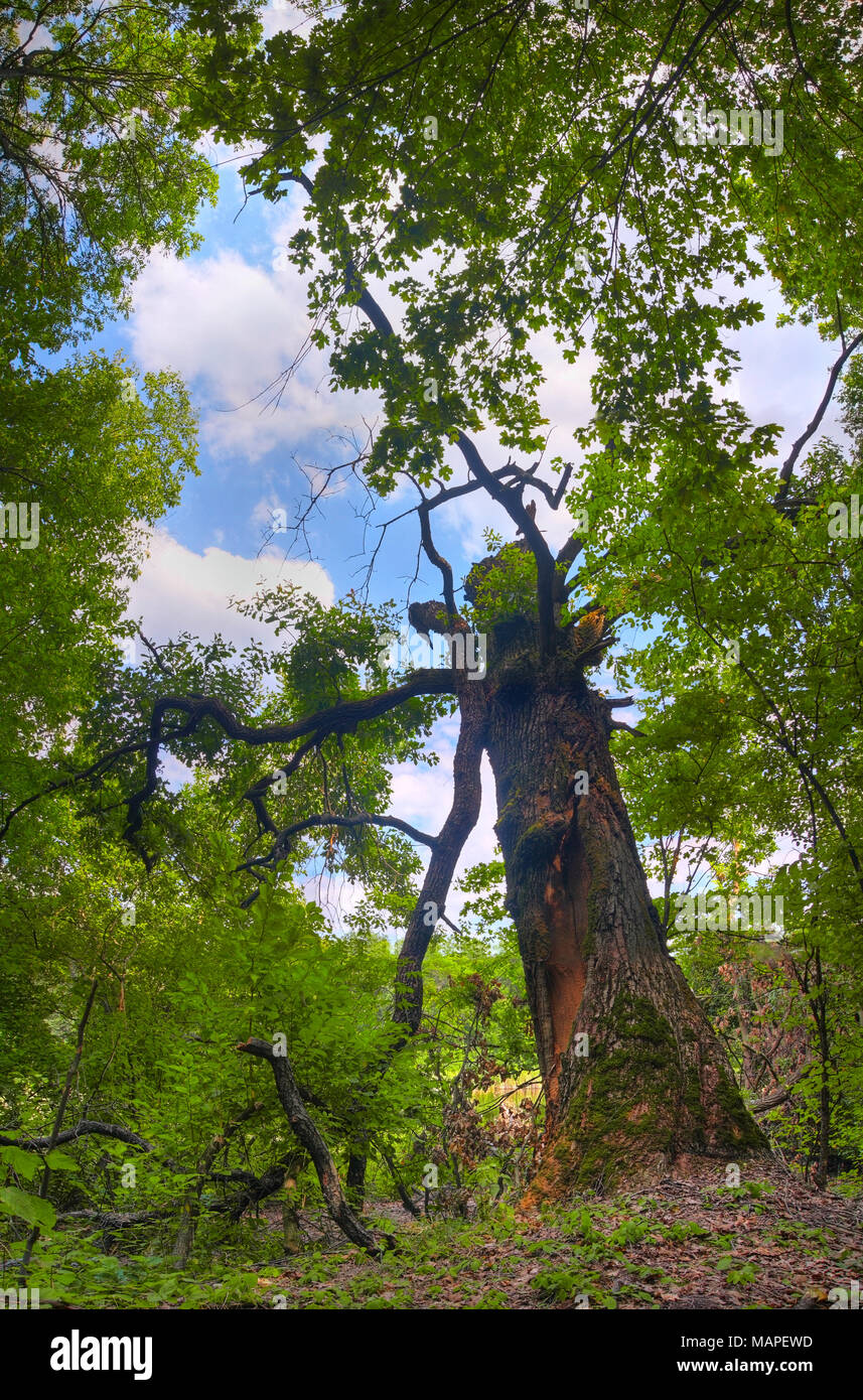 Old broken oak tree hi-res stock photography and images - Alamy