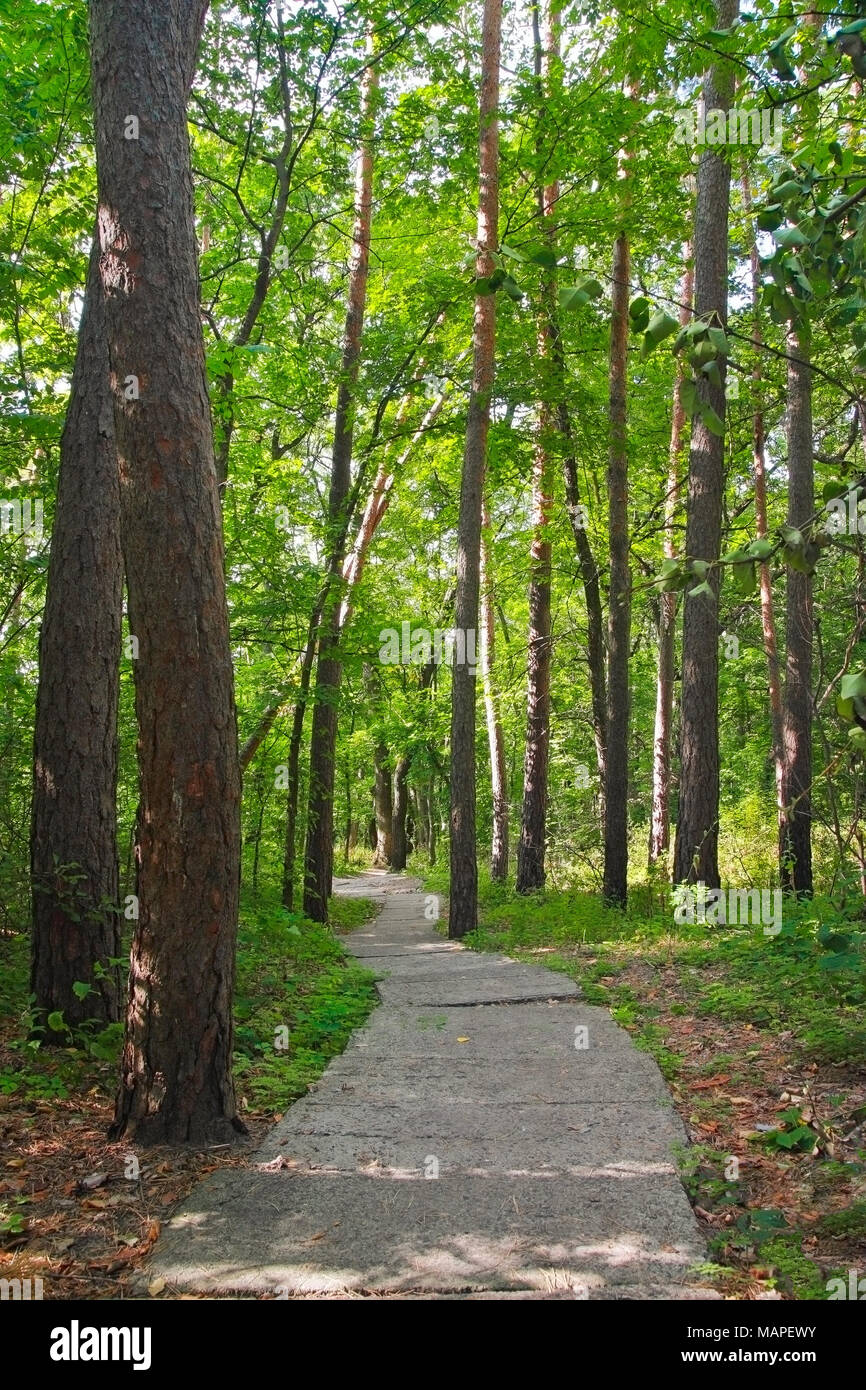 Natural Park, alley in the forest between the pines Stock Photo - Alamy