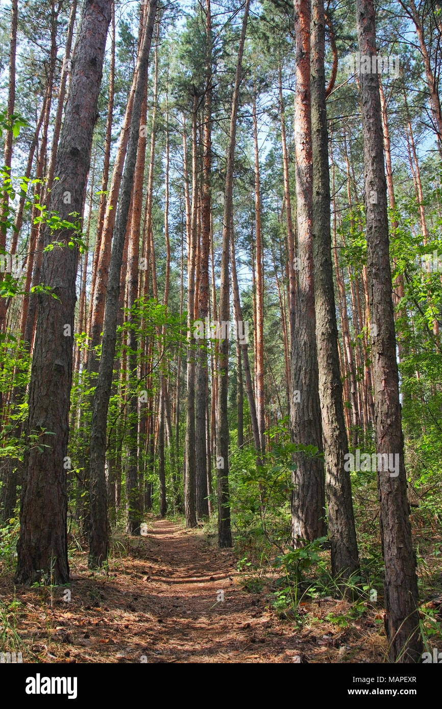 Pines between hi-res stock photography and images - Alamy