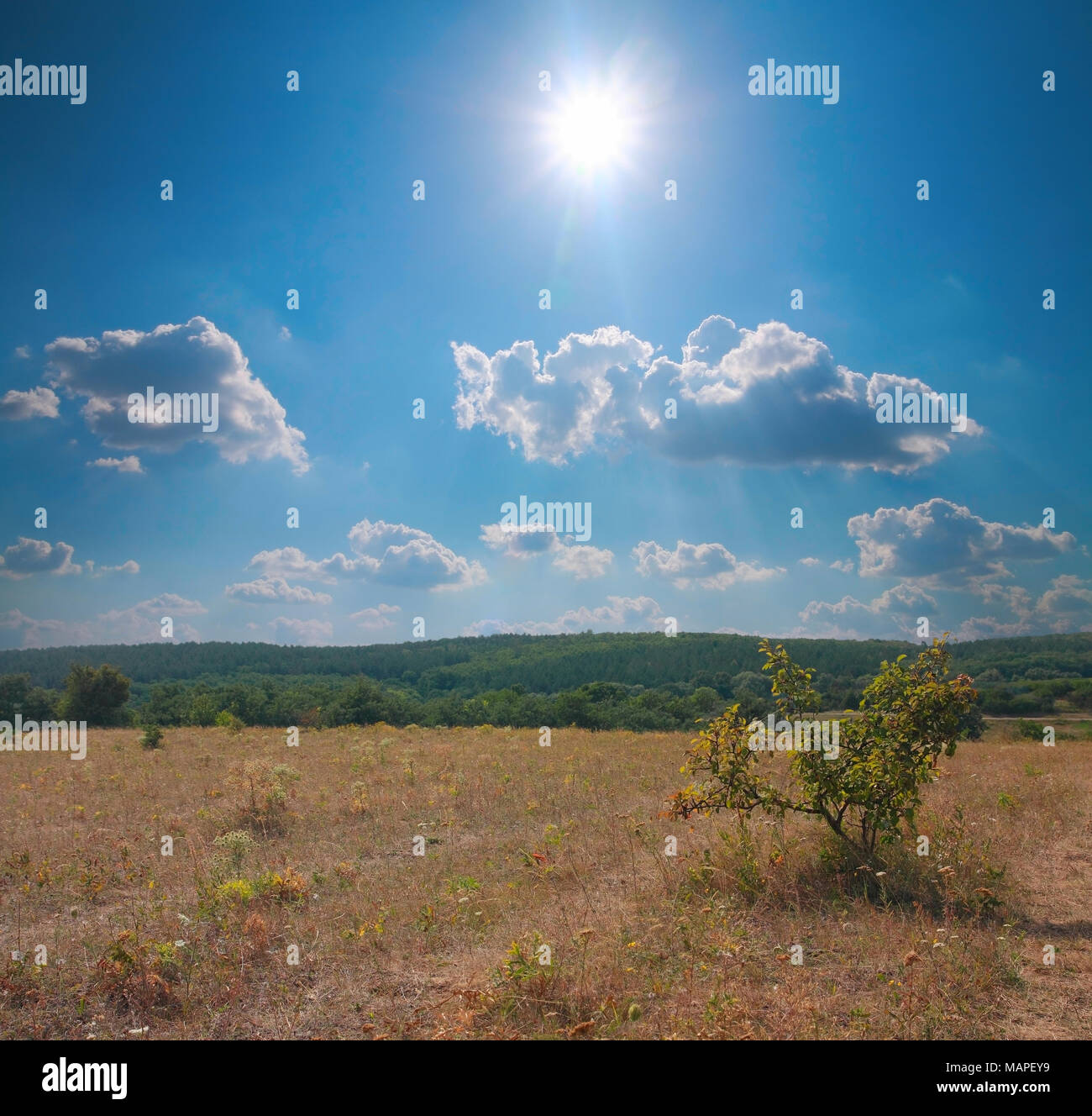 Forest steppe landscape against the sky with clouds Stock Photo - Alamy