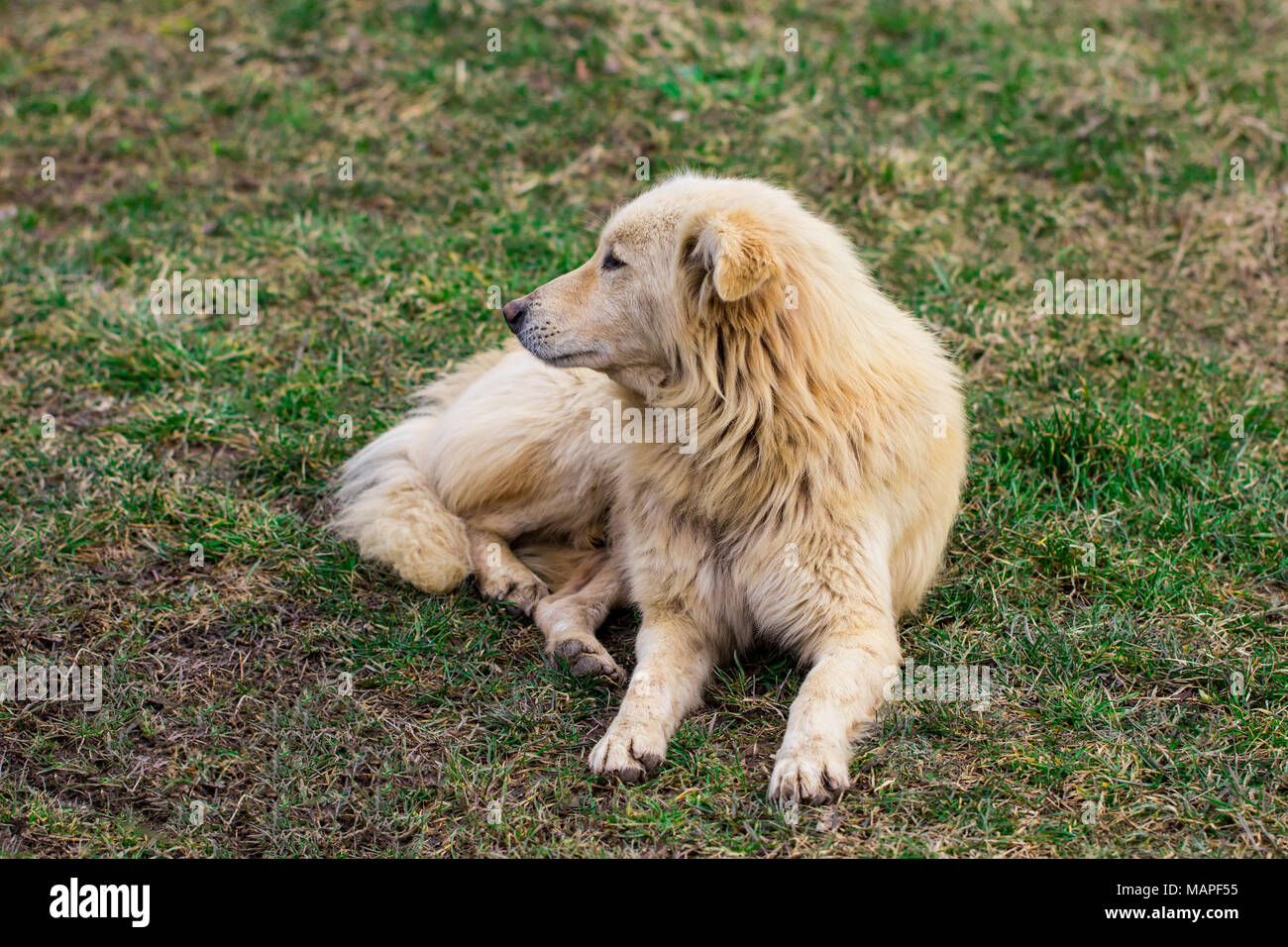 Straydogs hi-res stock photography and images - Alamy