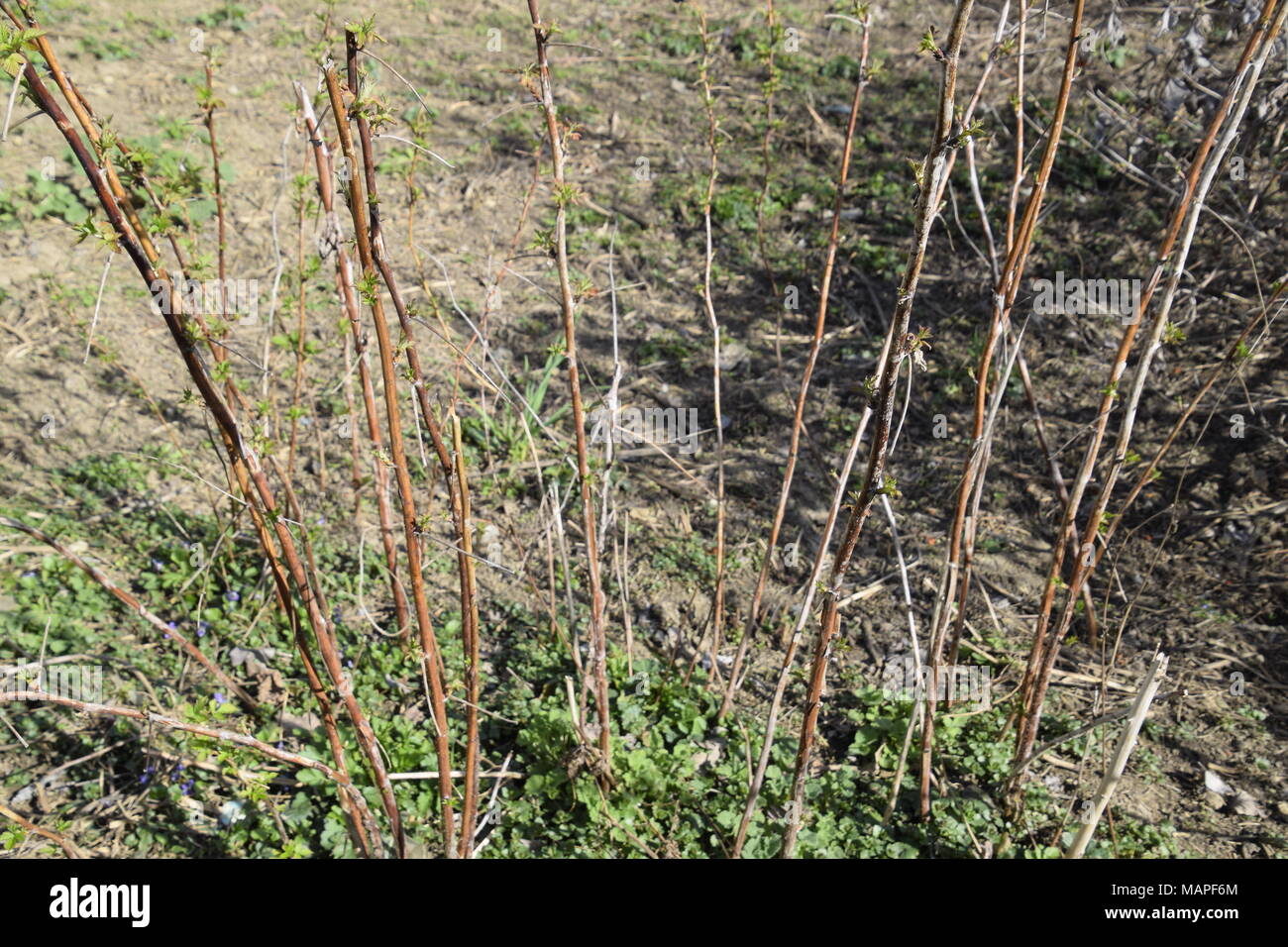Young shoots of raspberries. Spring in the garden. Blossoming buds of ...