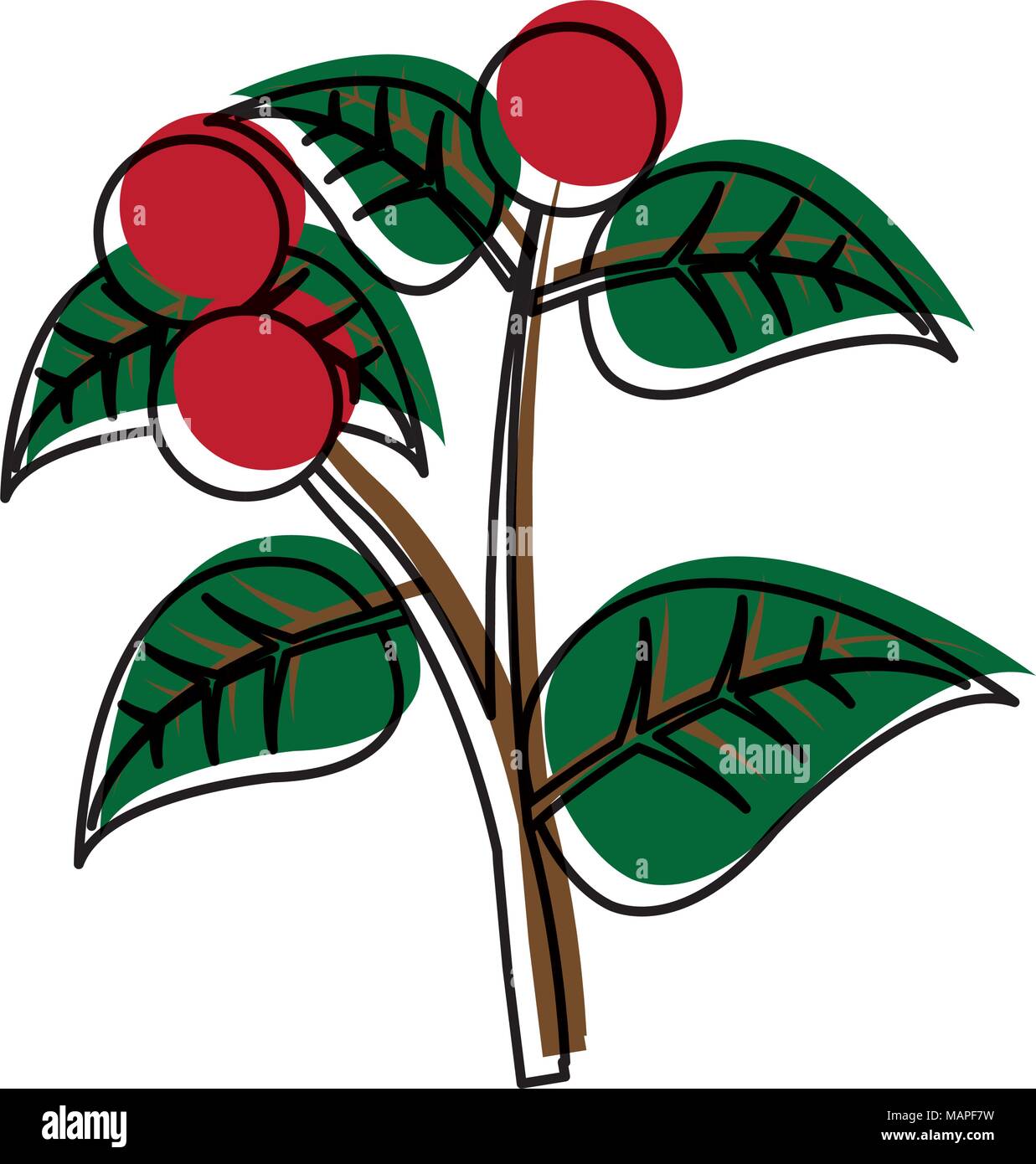 moved color coffee tree plant with leaves branch vector illustration ...