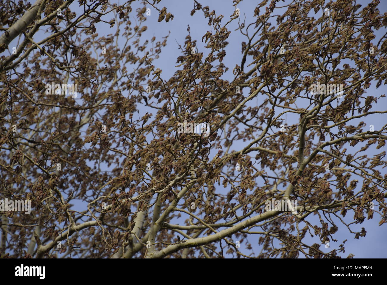 Blooming silver poplar. Silver poplar tree in spring. Poplar fluff from ...
