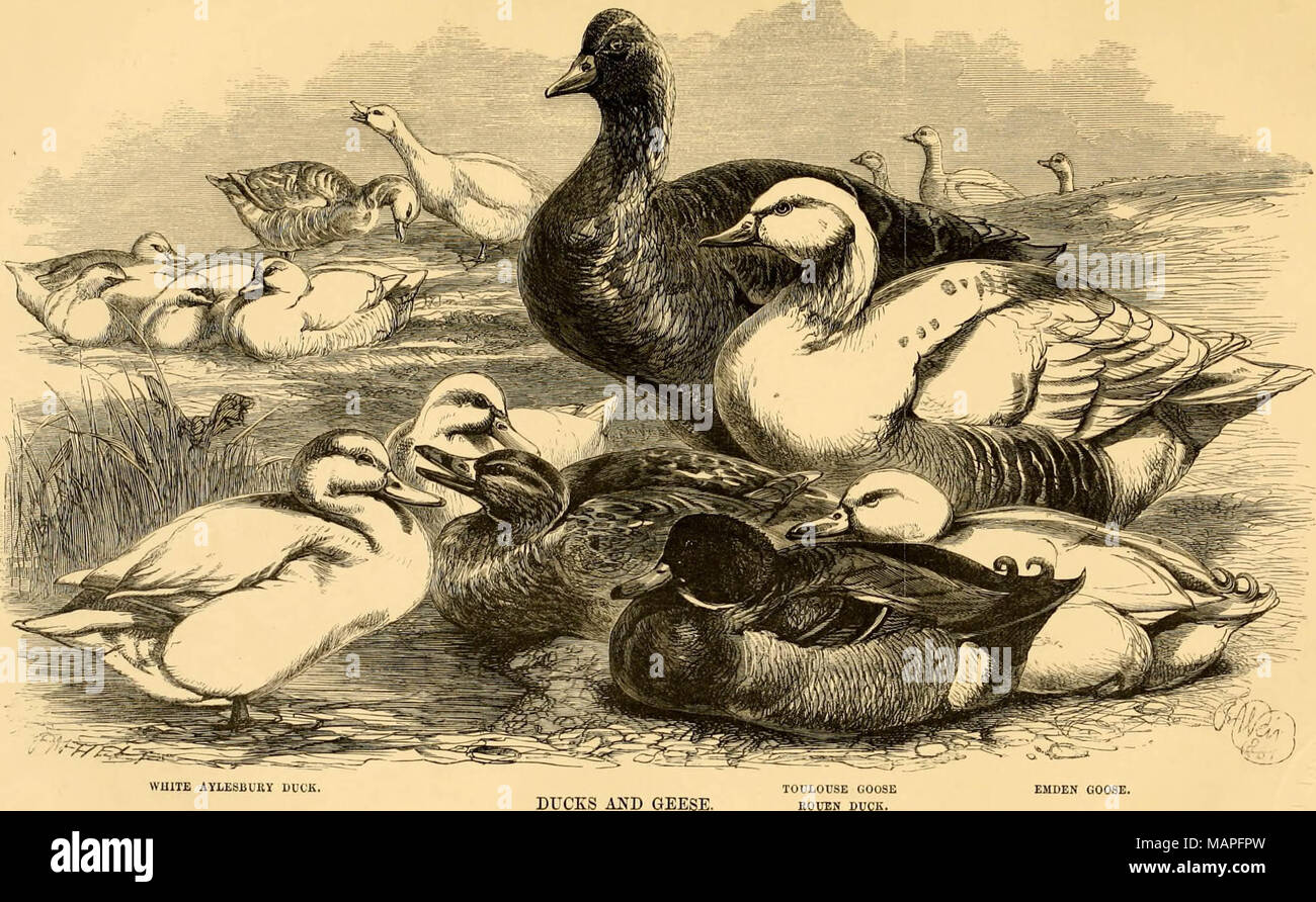 "Agriculture, ancient and modern: a historical account of its ...