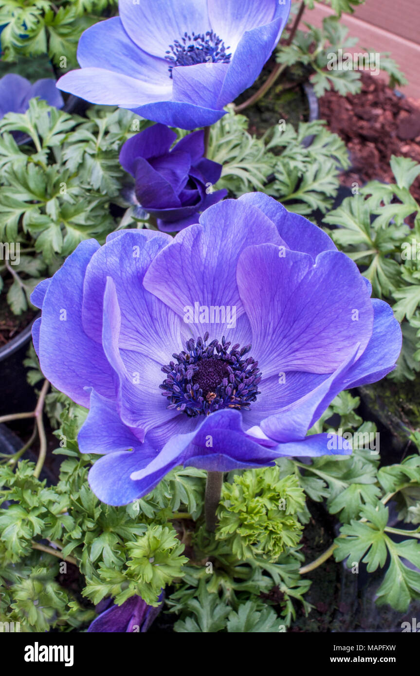 Blue anemones in spring hi-res stock photography and images - Alamy