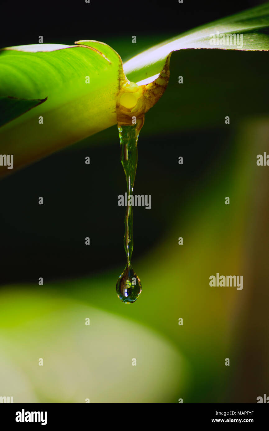 fresh green natural leaves texture and background Stock Photo - Alamy