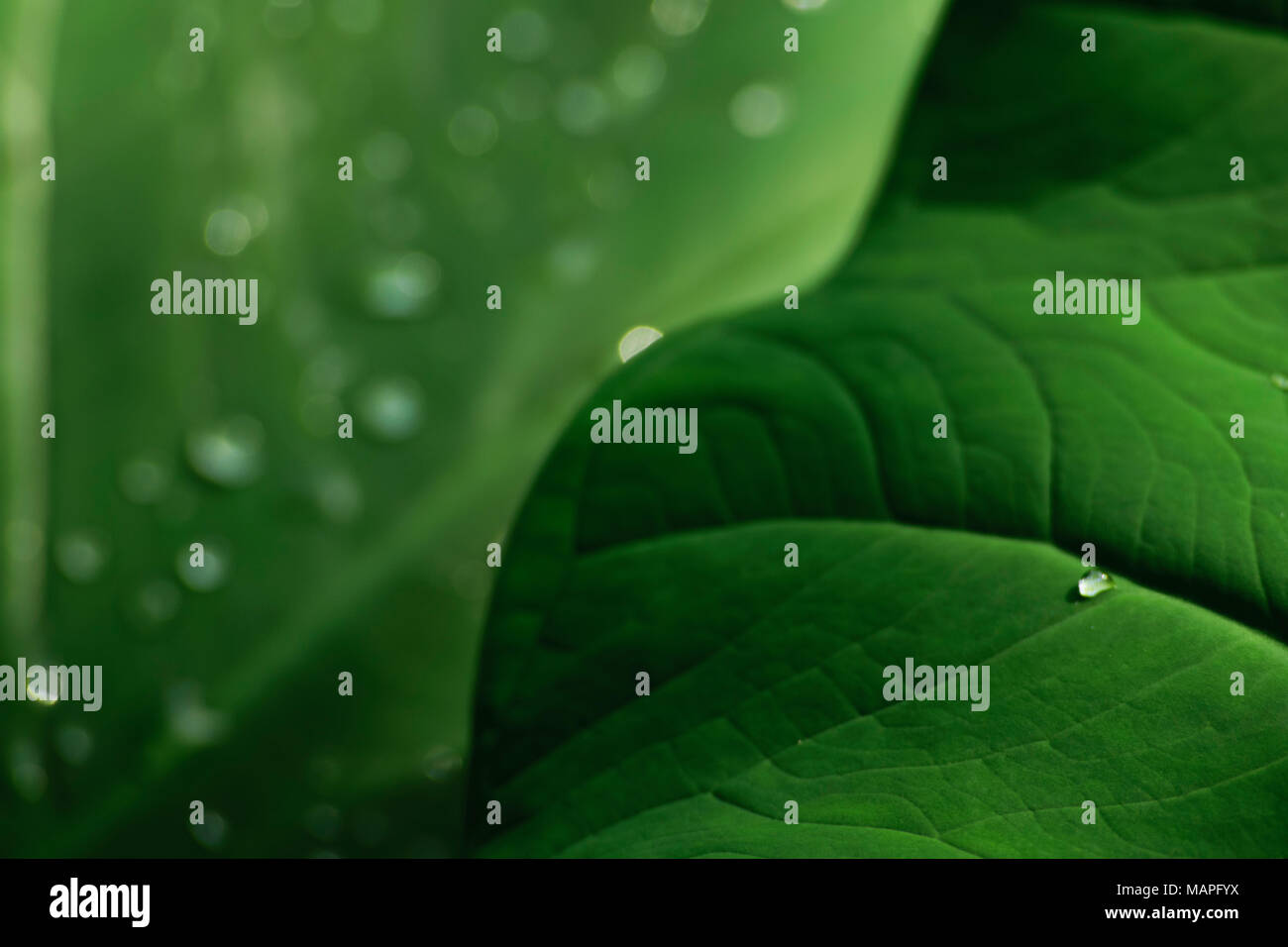 fresh green natural leaves texture and background Stock Photo - Alamy