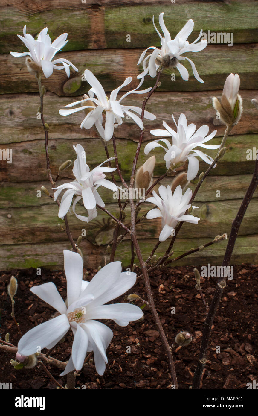 Magnolia stellata (Star Magnolia) showing flowers in early Spring Stock ...