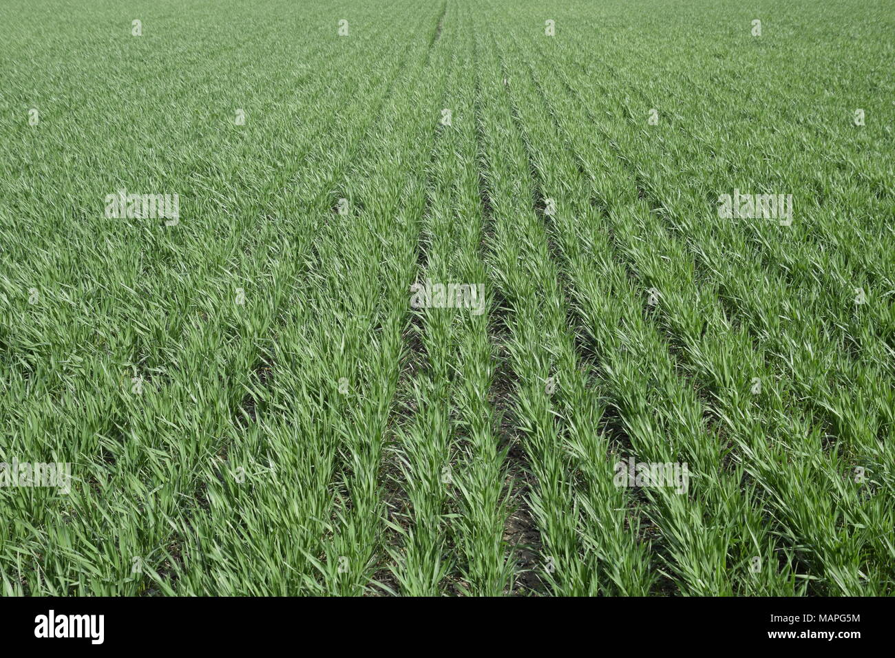 Spring winter wheat field. Shoots of wheat in a field on the ground ...