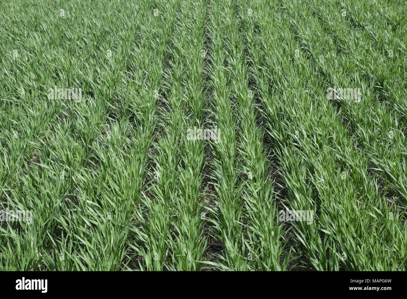 Spring winter wheat field. Shoots of wheat in a field on the ground ...