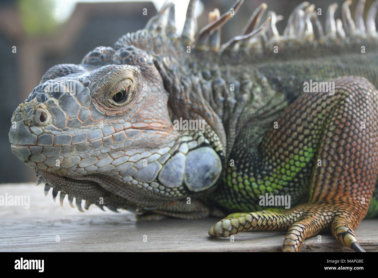 Of green leguan hi-res stock photography and images - Alamy