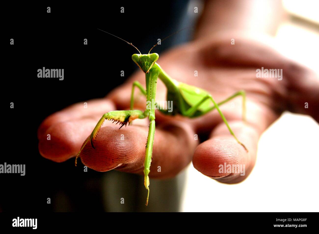 Mantis on hand brazil hi-res stock photography and images - Alamy