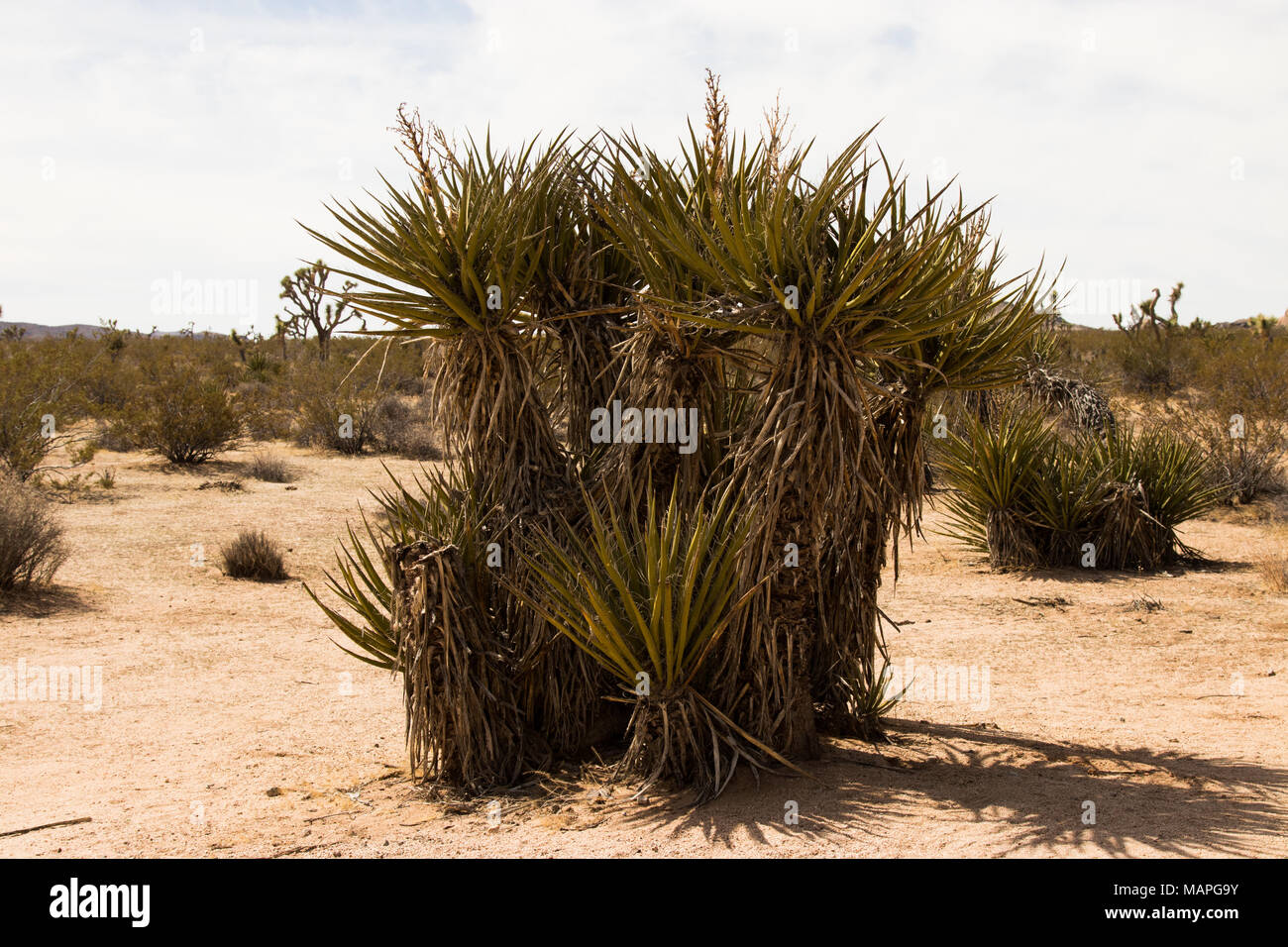 Cactus Tree Stock Photo - Alamy