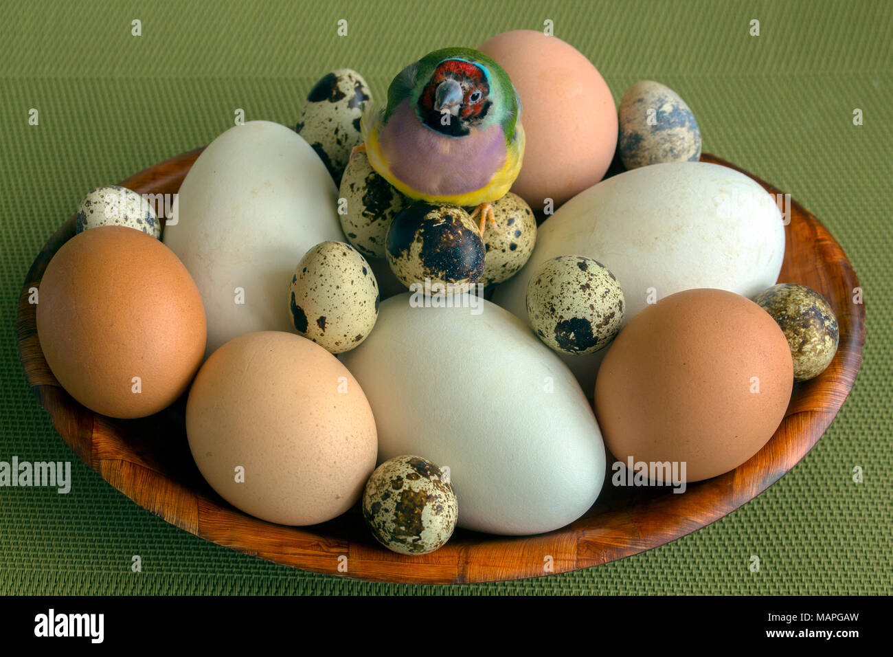 Zebra Finch Egg Size