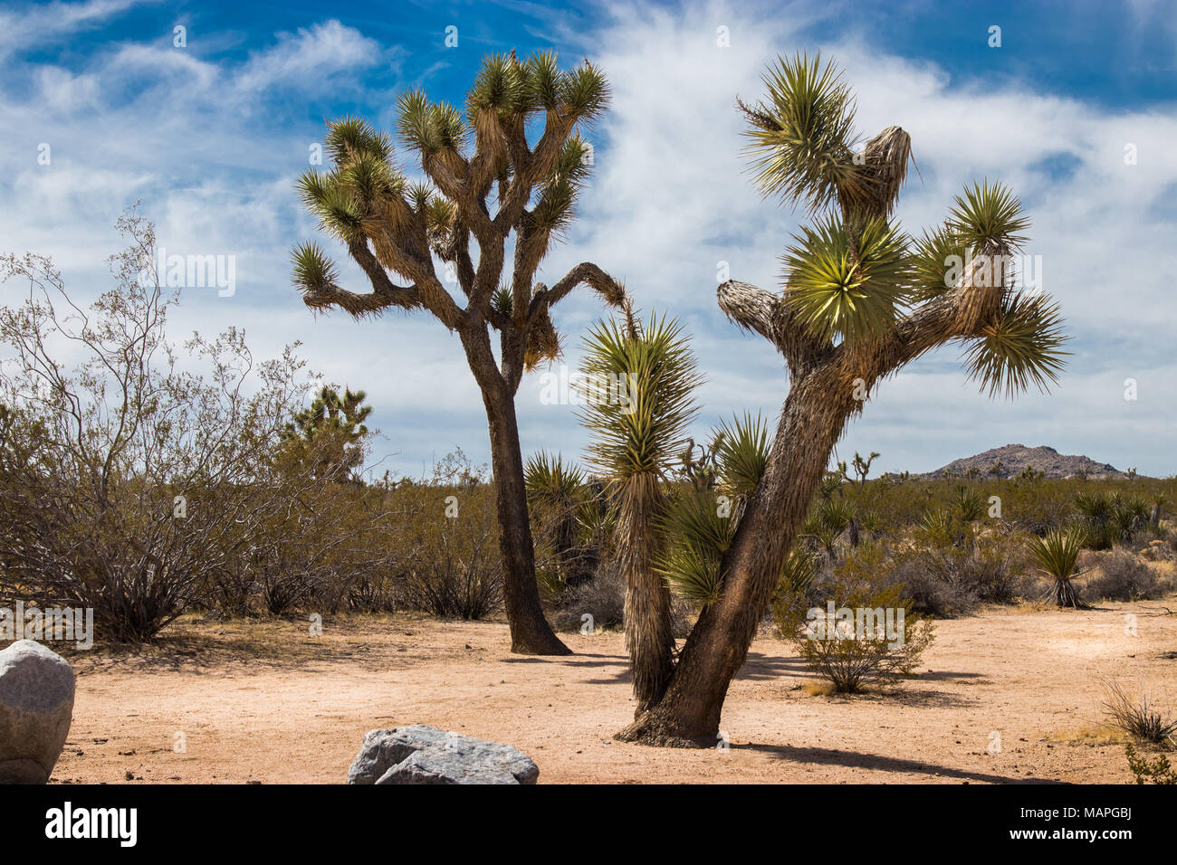 Joshua Trees in the desert Stock Photo - Alamy