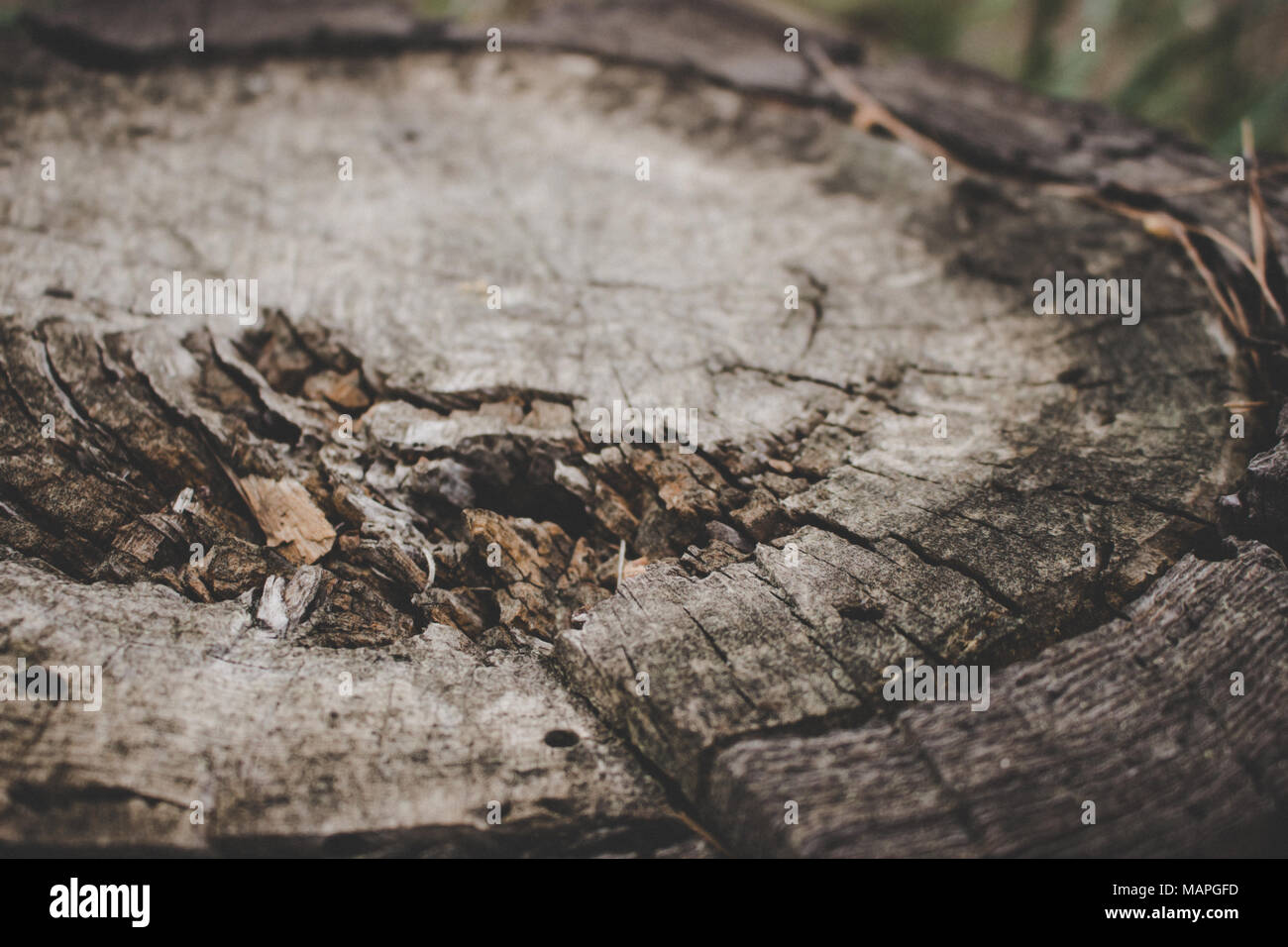 Tree ring background hi-res stock photography and images - Alamy