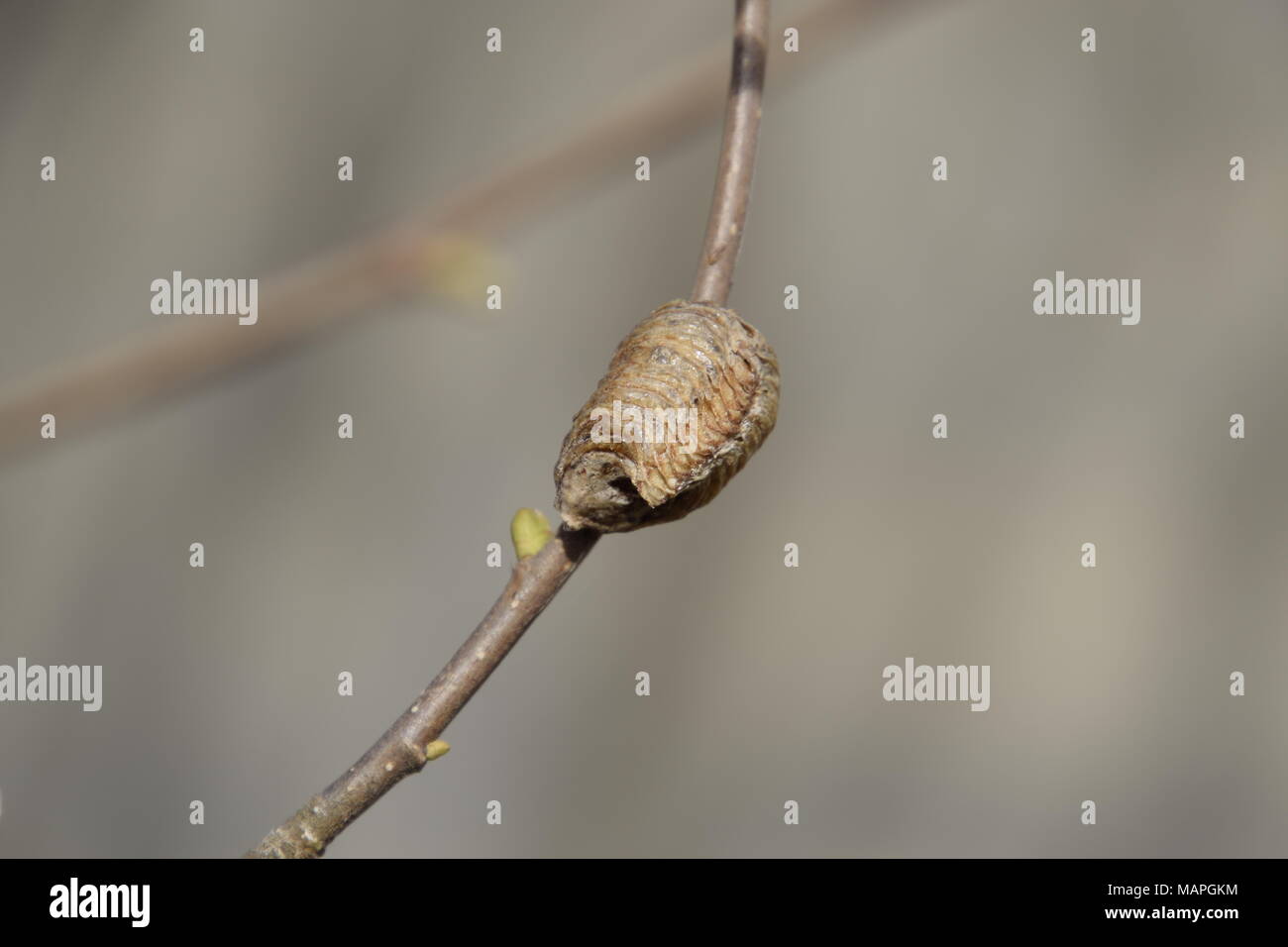 Ootheca mantis on the branches of a tree. The eggs of the insect laid ...