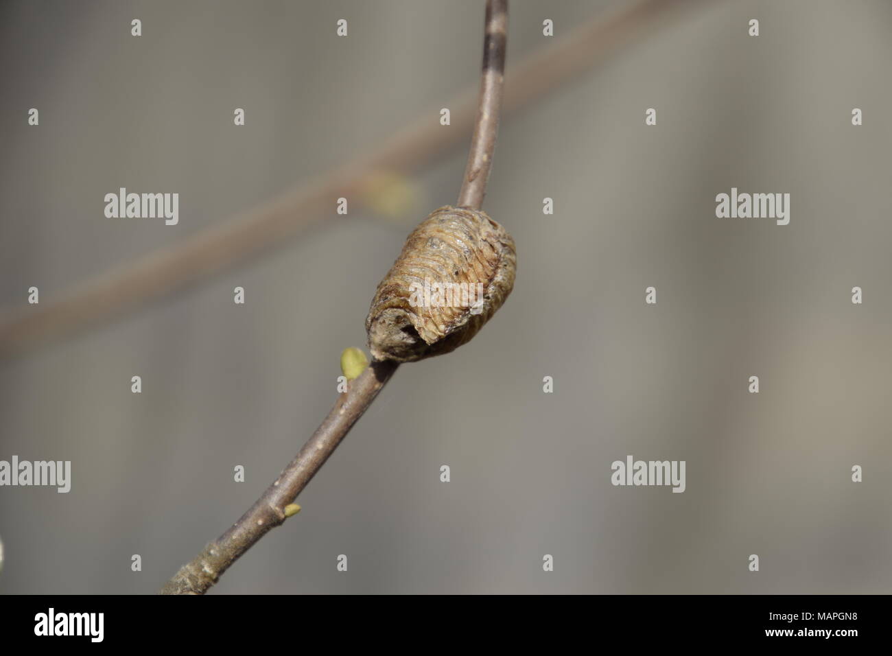Ootheca mantis on the branches of a tree. The eggs of the insect laid ...
