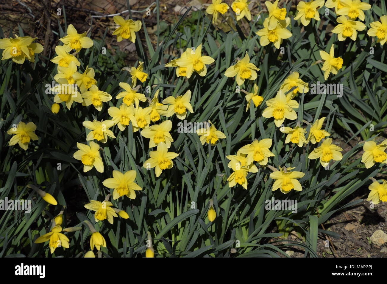 Flowers daffodil yellow. Spring flowering bulb plants in the flowerbed ...