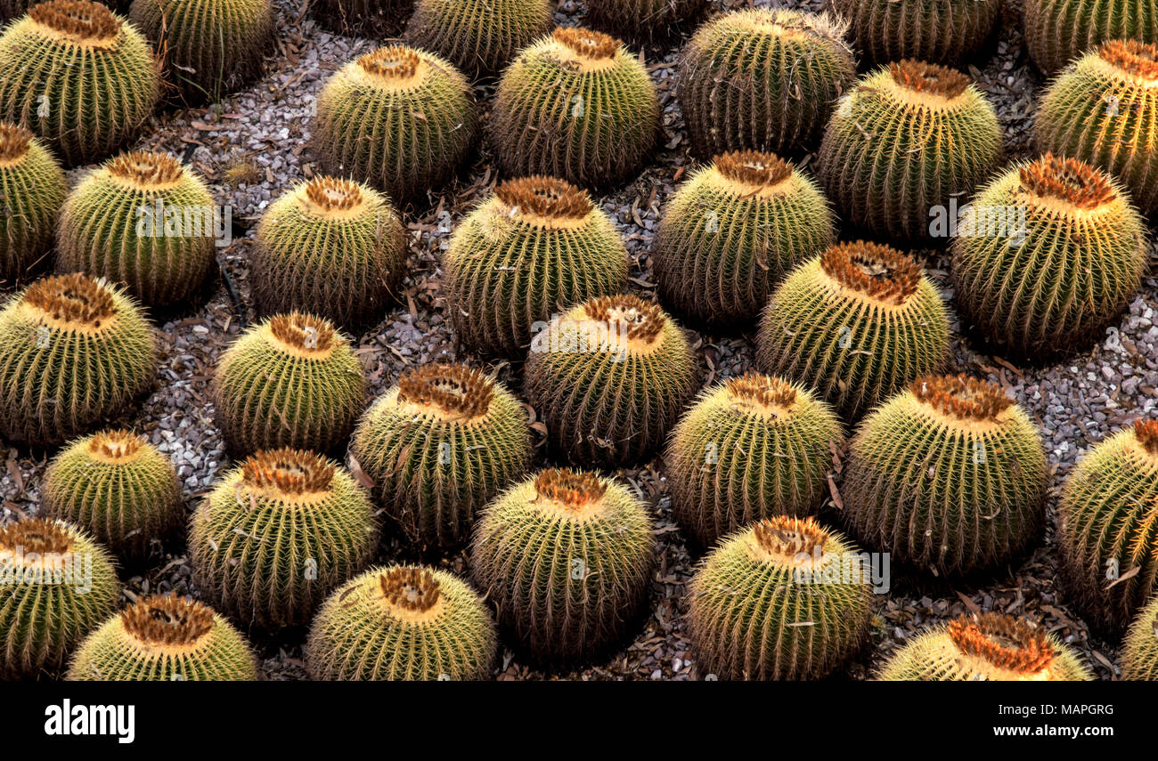 Cactus Balls Garden Stock Photo - Alamy