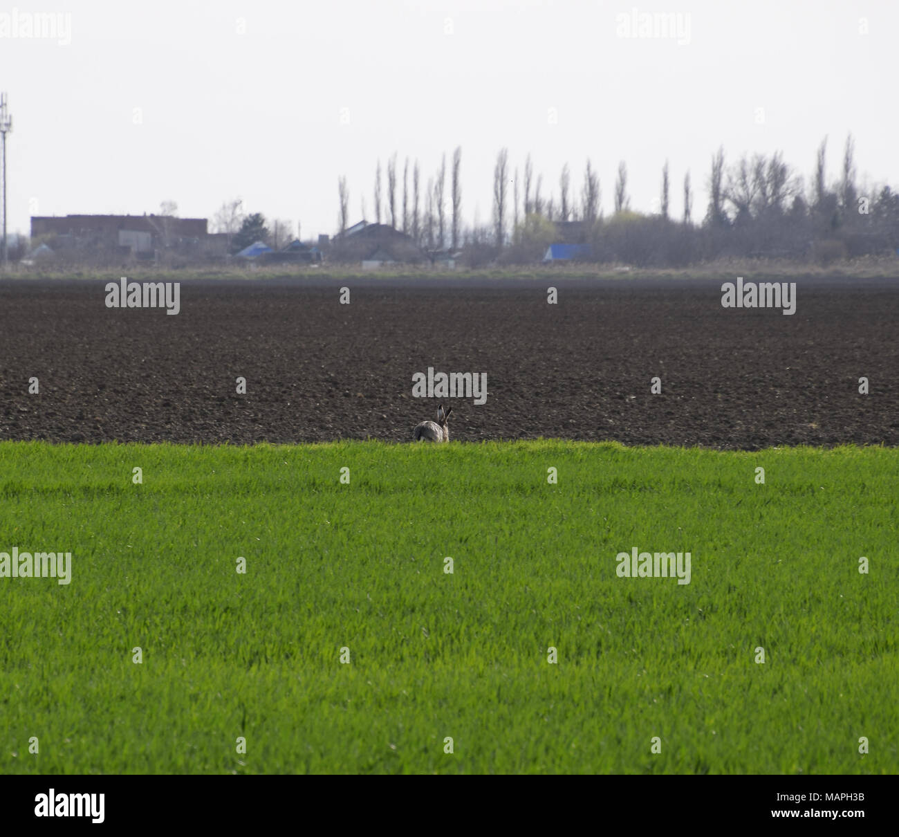 hare running across the field is a hare. A frightened hare Stock Photo ...