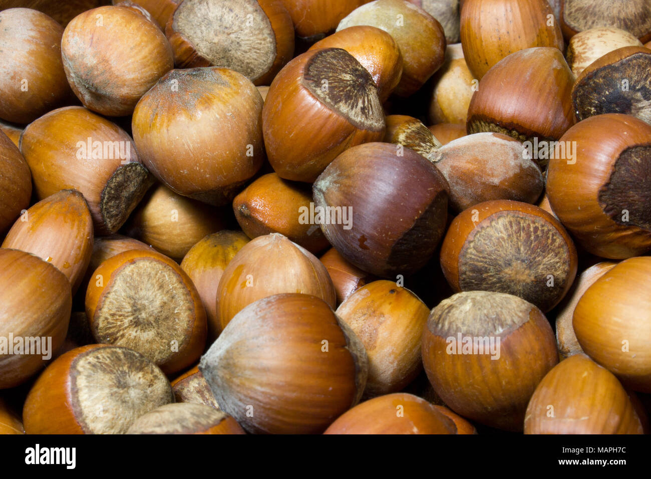 Hazelnut in shell hi-res stock photography and images - Alamy