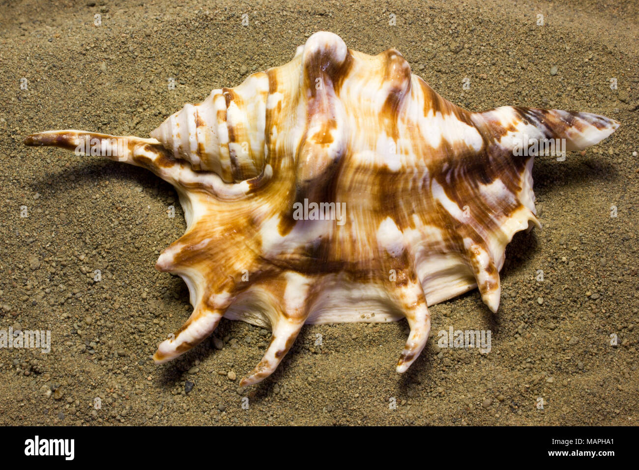 Sea shells on sand Stock Photo - Alamy