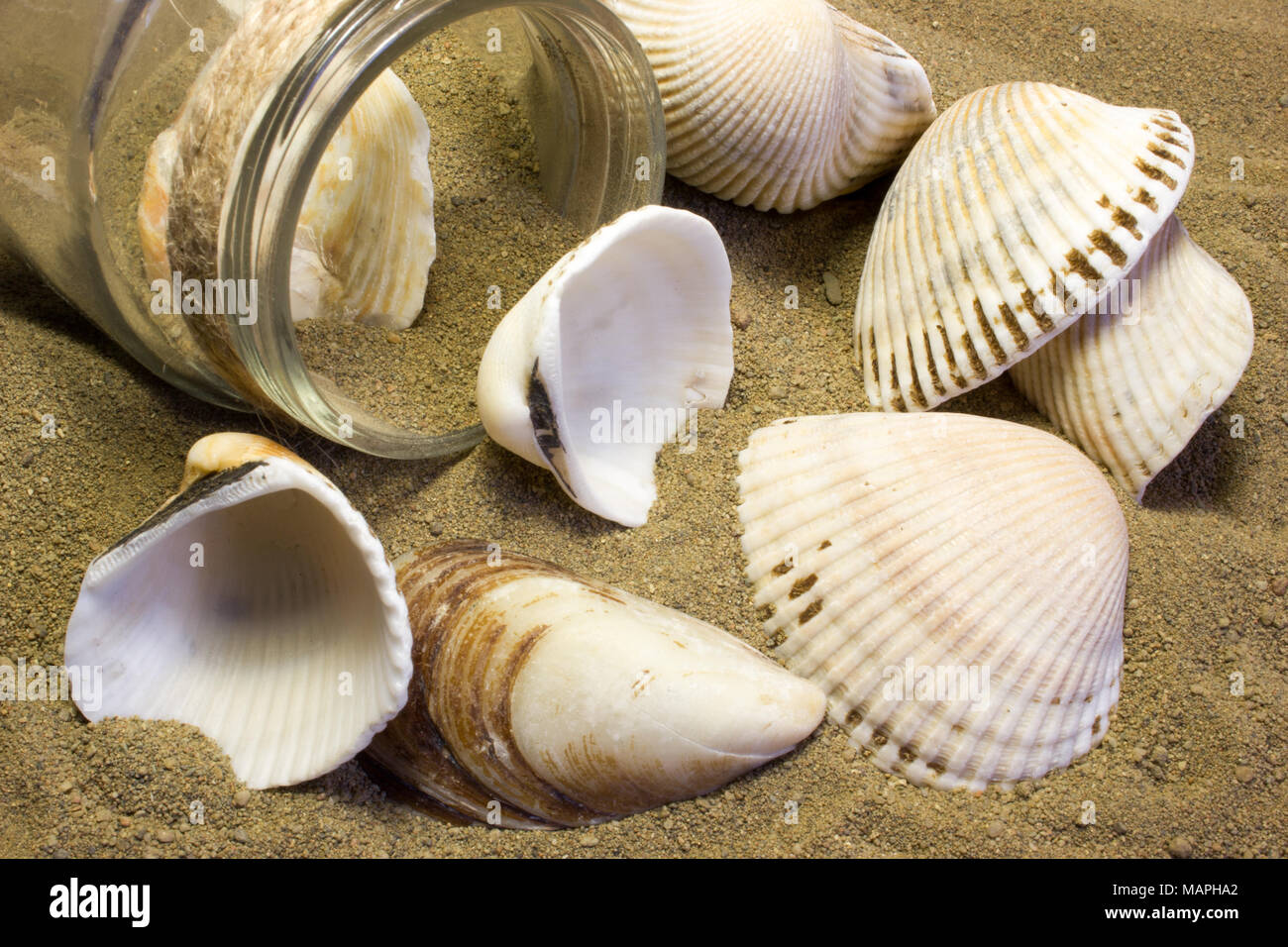 Sea shells and glass jar on sand Stock Photo - Alamy