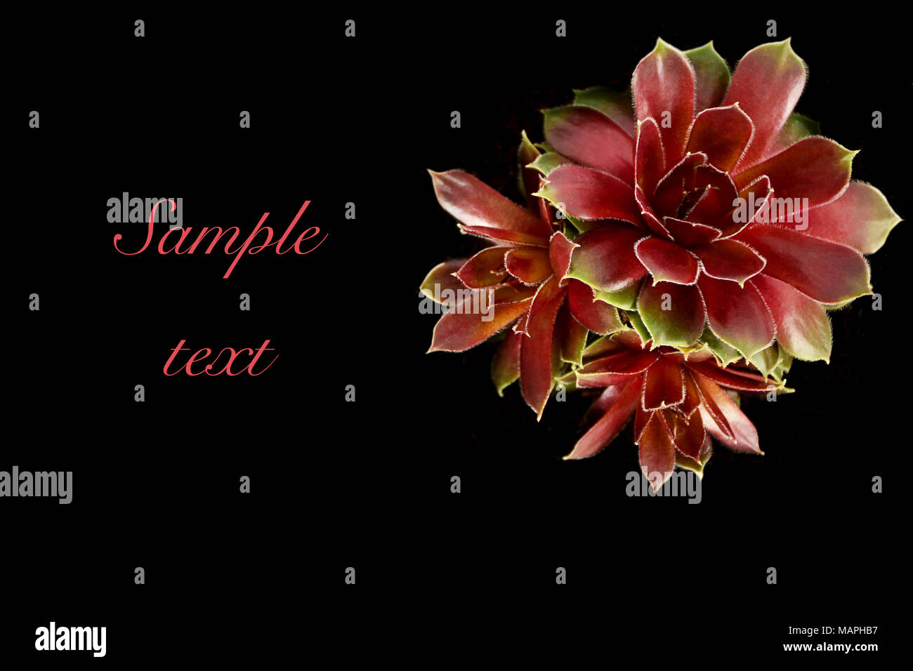 Vibrant red sempervivum known as hen and chicks succulent plant ...