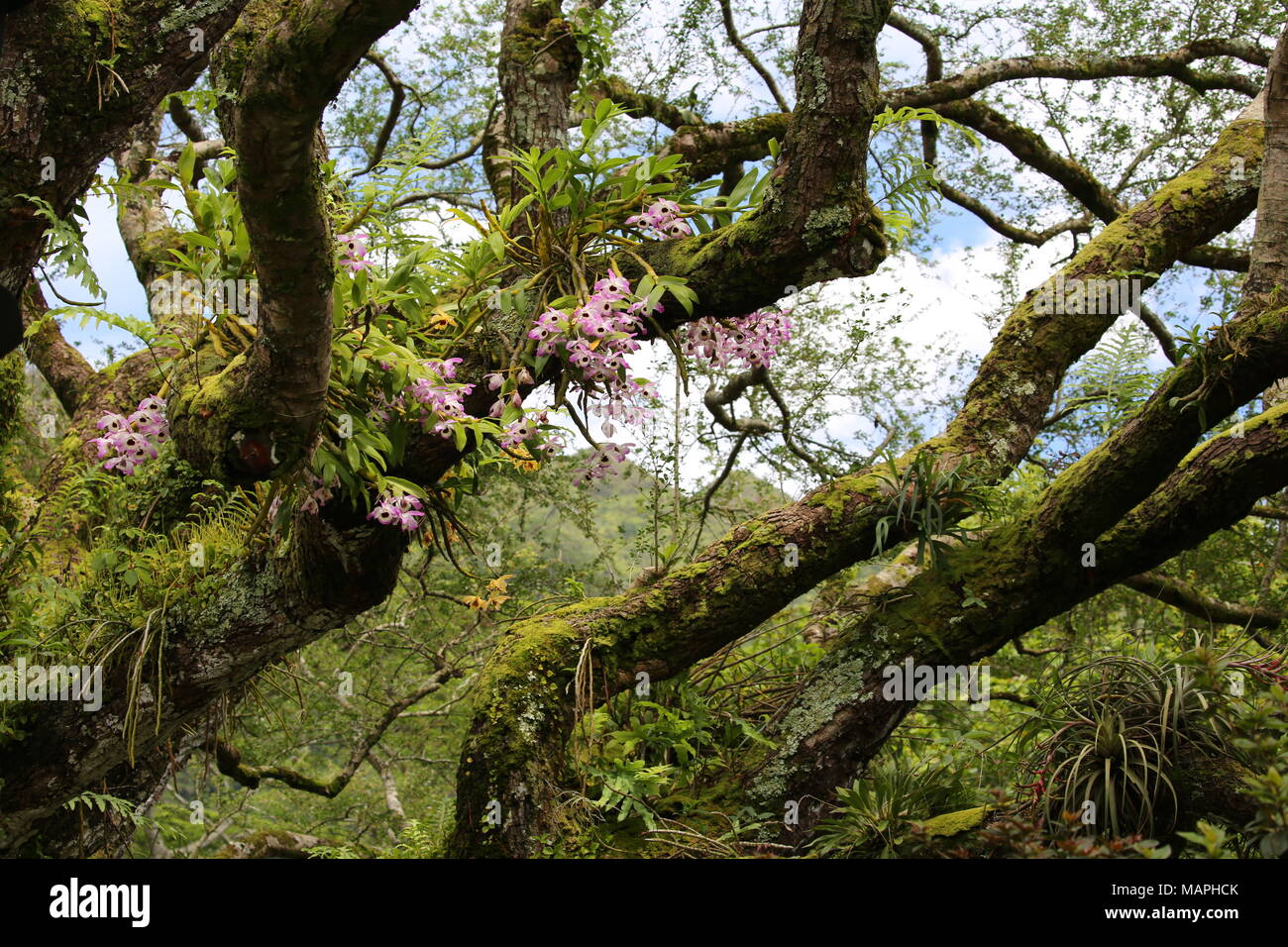 Wild orchid flowers in the forest Stock Photo - Alamy