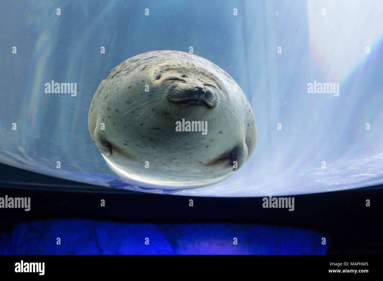 Relaxing Seal at Osaka Aquarium Stock Photo - Alamy