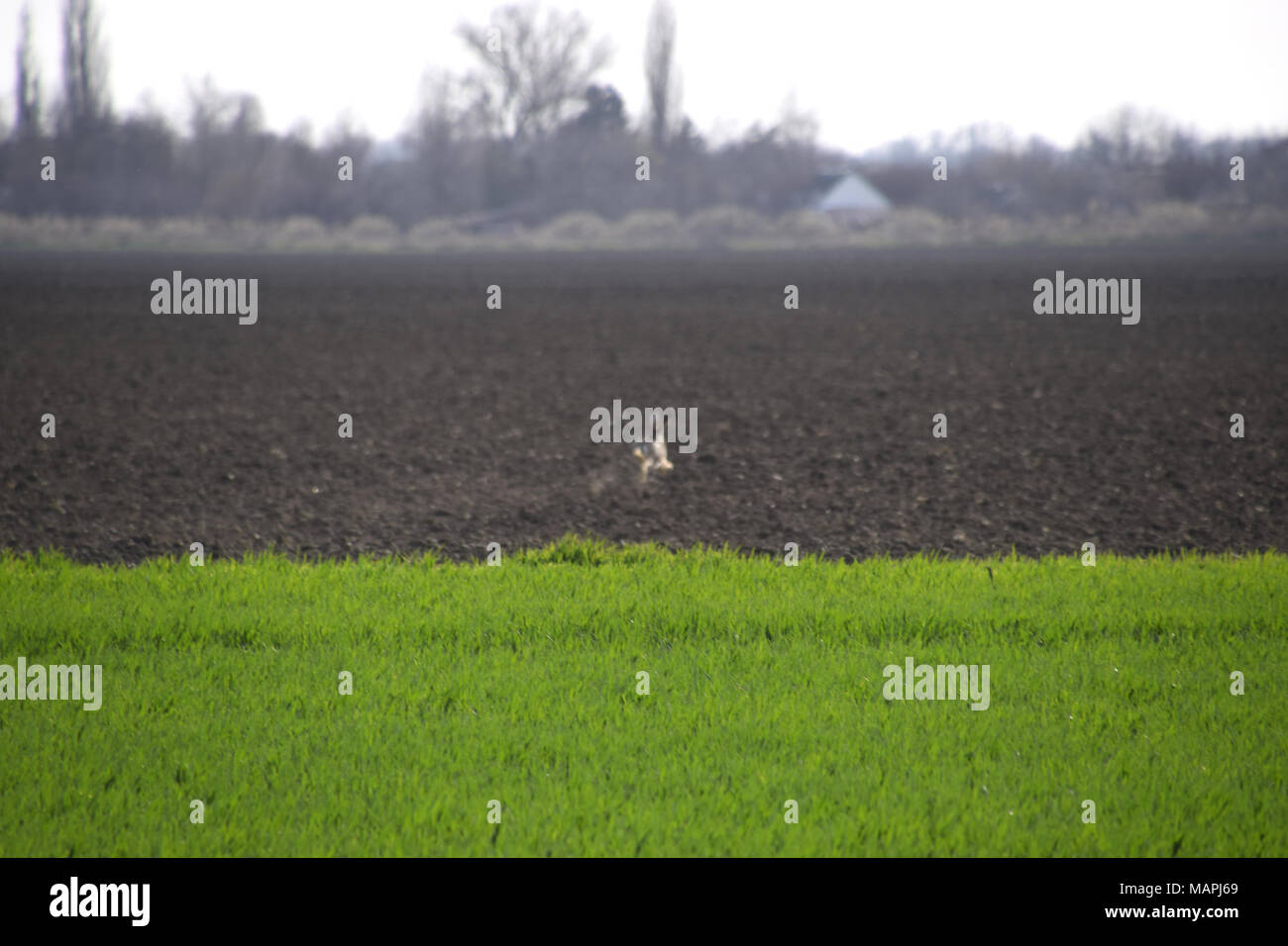 hare running across the field is a hare. A frightened hare Stock Photo ...