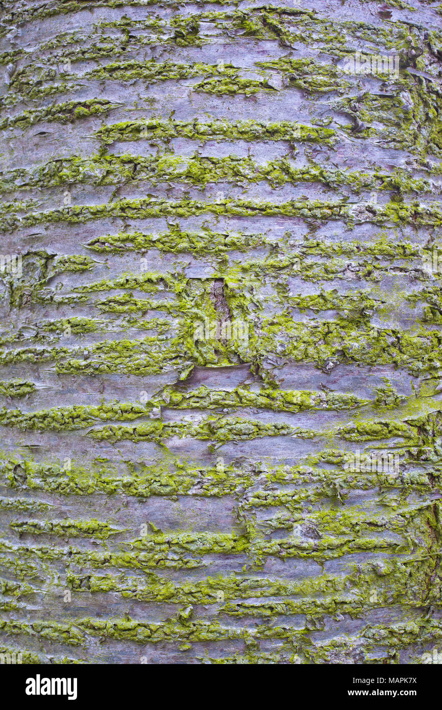 Cherry wood bark texture background hi-res stock photography and images ...