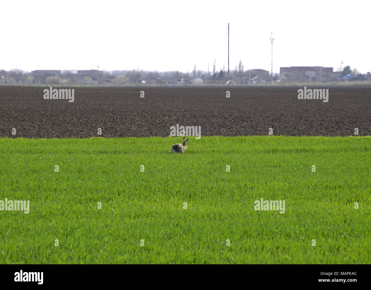 hare running across the field is a hare. A frightened hare Stock Photo ...