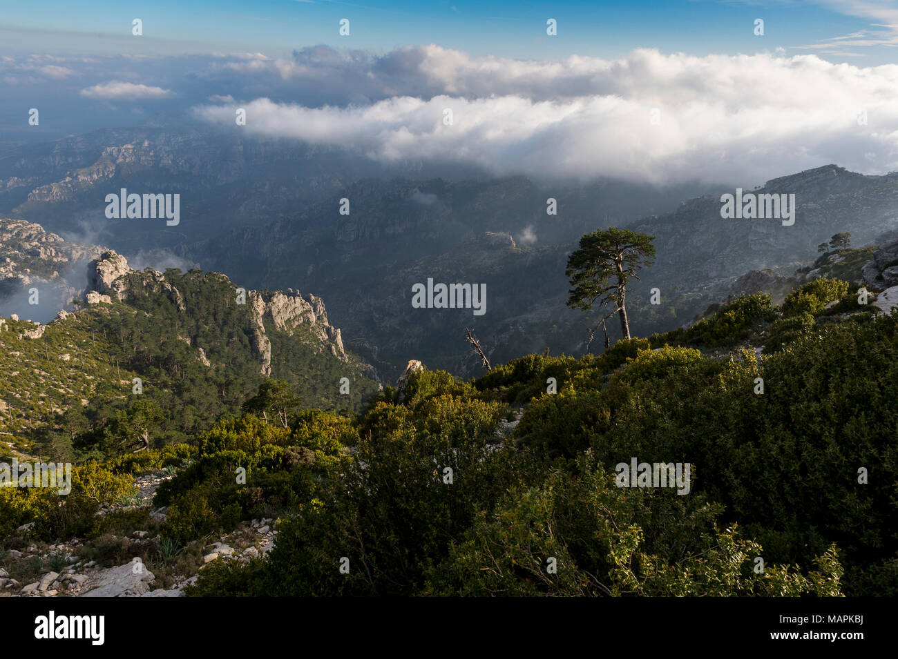 Lonely tree in a wild landscape at the tops of Puertos de Beceite ...