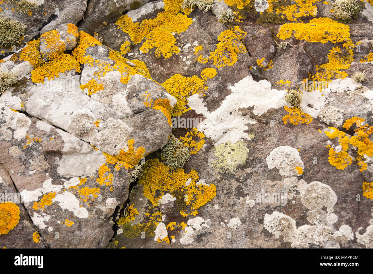 Backdrop of lichen on stone hi-res stock photography and images - Alamy